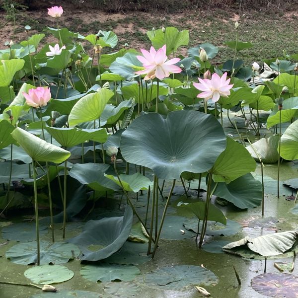 Nelumbo nucifera | Lotus | Indian lotus - Green Cover Initiative