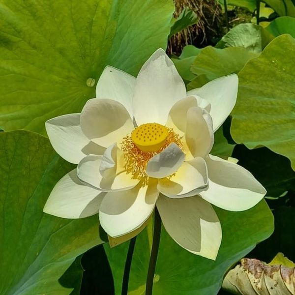 Nelumbo nucifera | Lotus | Indian lotus - Green Cover Initiative