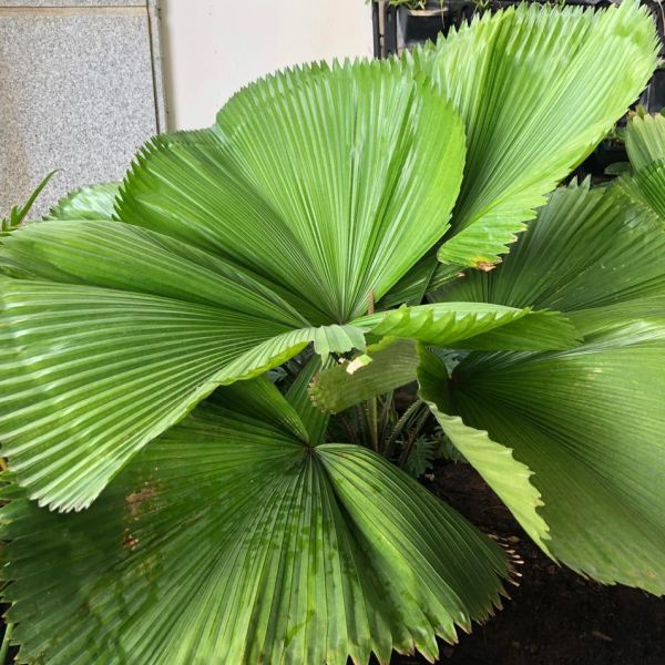 Licuala grandis | Ruffled fan palm - Leafy plants for Indian gardens