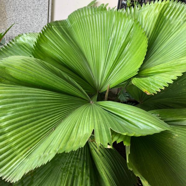 Licuala grandis | Ruffled fan palm - Leafy plants for Indian gardens