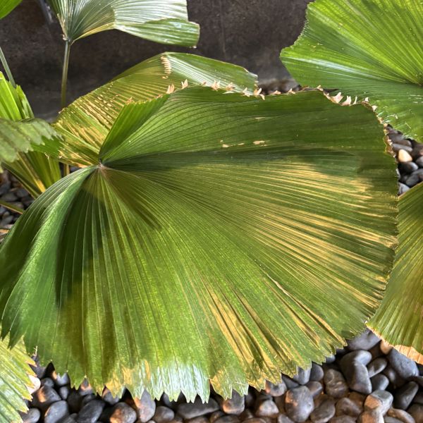 Licuala grandis | Ruffled fan palm - Leafy plants for Indian gardens