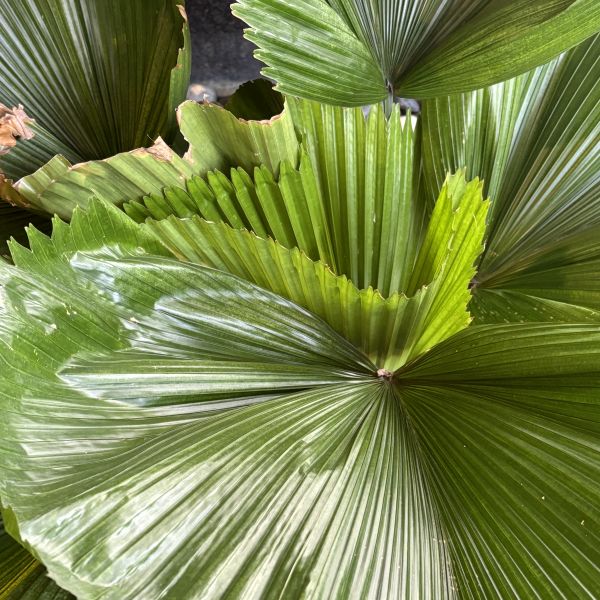 Licuala grandis | Ruffled fan palm - Leafy plants for Indian gardens
