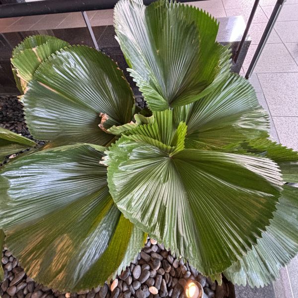 Licuala grandis | Ruffled fan palm - Leafy plants for Indian gardens