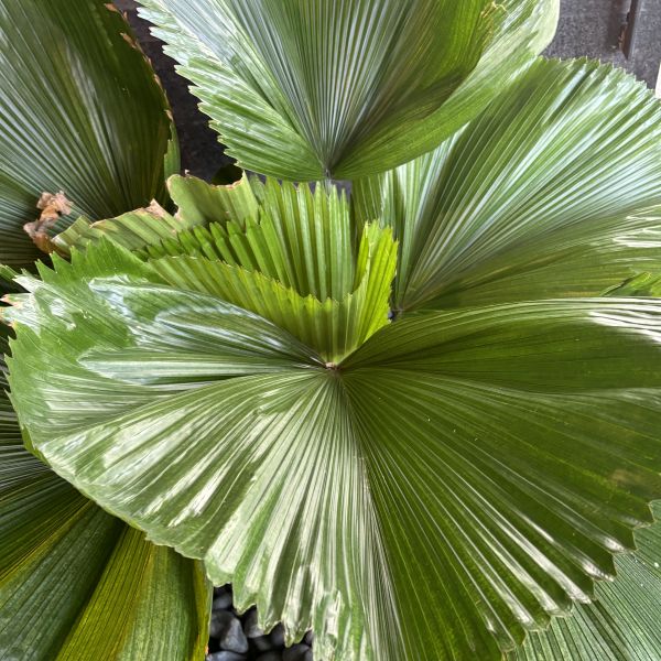 Licuala grandis | Ruffled fan palm - Leafy plants for Indian gardens