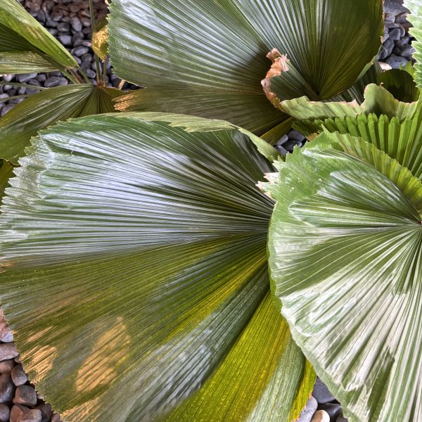 Licuala grandis | Ruffled fan palm - Leafy plants for Indian gardens