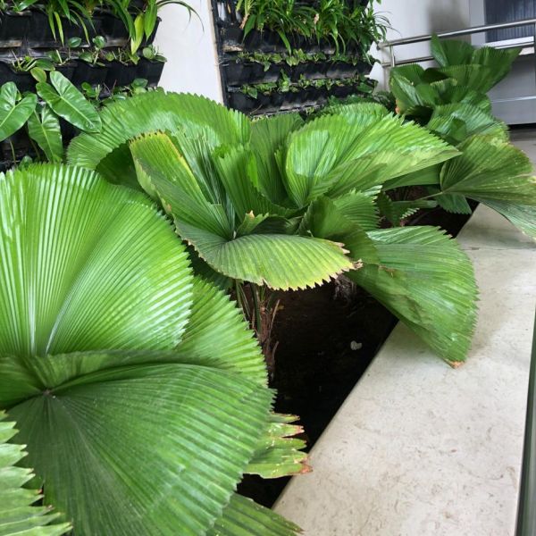 Licuala grandis | Ruffled fan palm - Leafy plants for Indian gardens