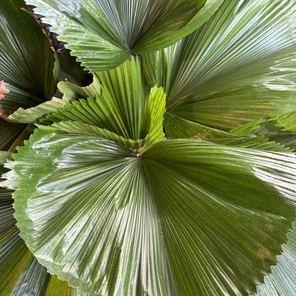Licuala grandis | Ruffled fan palm - Leafy plants for Indian gardens