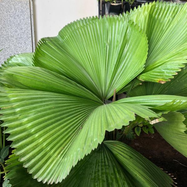 Licuala grandis | Ruffled fan palm - Leafy plants for Indian gardens