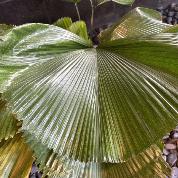 Licuala grandis | Ruffled fan palm - Leafy plants for Indian gardens