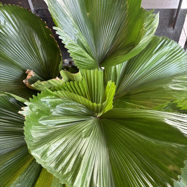 Licuala grandis | Ruffled fan palm - Leafy plants for Indian gardens