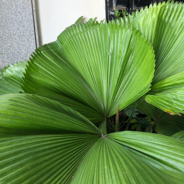 Licuala grandis | Ruffled fan palm - Leafy plants for Indian gardens