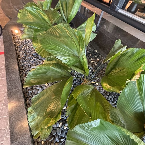 Licuala grandis | Ruffled fan palm - Leafy plants for Indian gardens