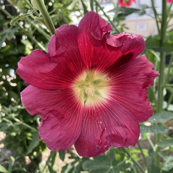 Alcea rosea | Hollyhock - Garden plants | Flowering plants