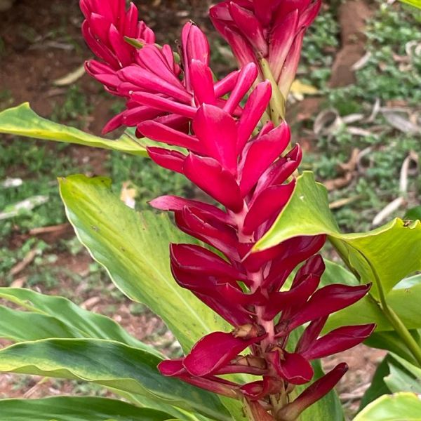 Alpinia Purpurata Red Ginger Garden Plants Flowering Plants