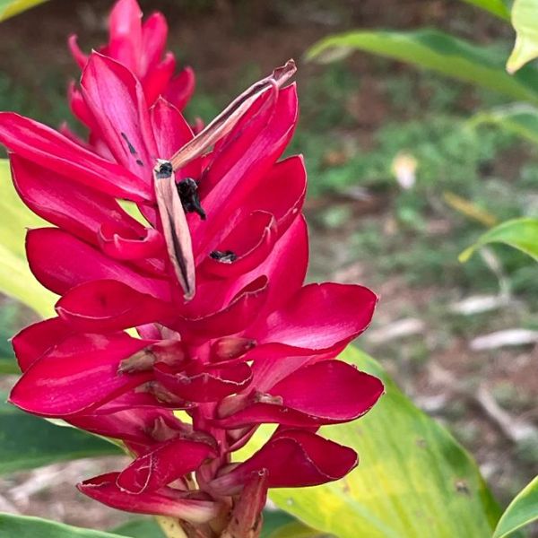 Alpinia Purpurata Red Ginger Garden Plants Flowering Plants