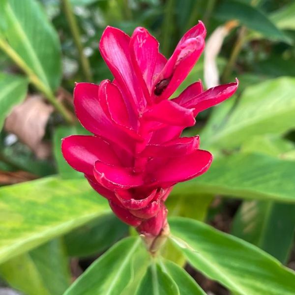 Alpinia Purpurata Red Ginger Garden Plants Flowering Plants
