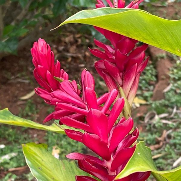 Alpinia purpurata | Red ginger - Garden plants | Flowering plants