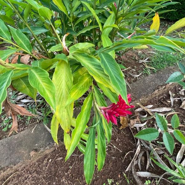 Alpinia purpurata | Red ginger - Garden plants | Flowering plants