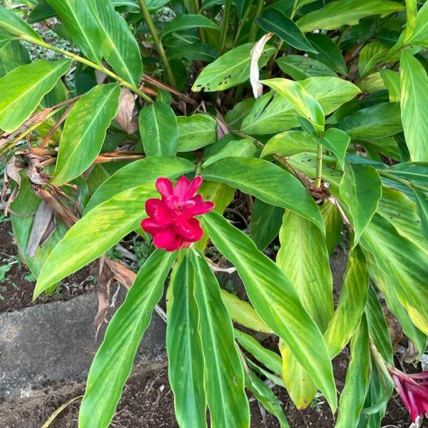 Alpinia purpurata | Red ginger - Garden plants | Flowering plants