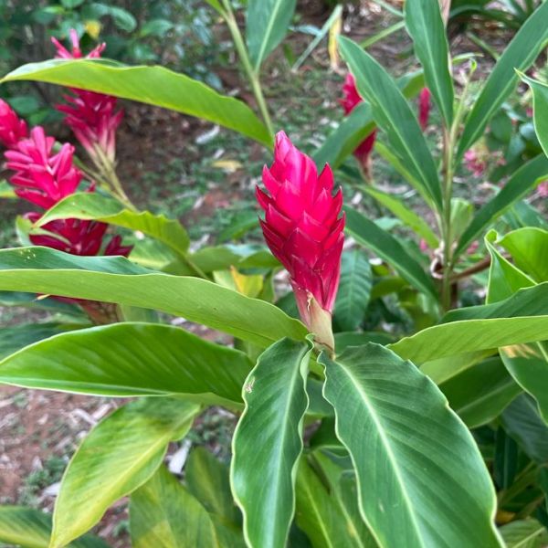 Alpinia purpurata | Red ginger - Garden plants | Flowering plants