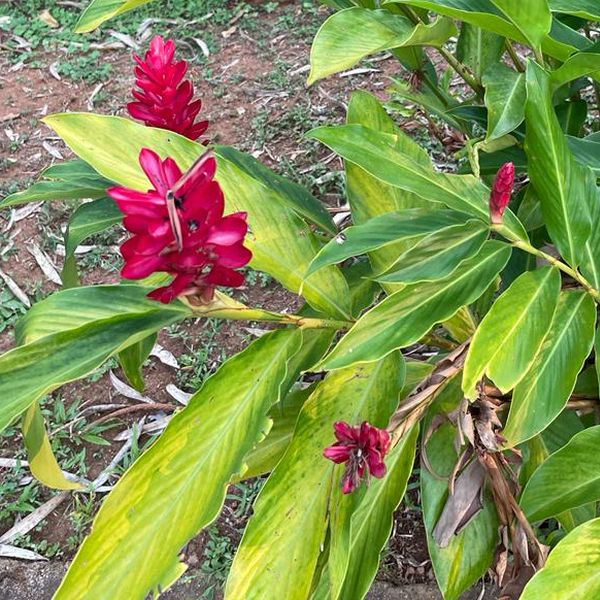 Alpinia purpurata | Red ginger - Garden plants | Flowering plants