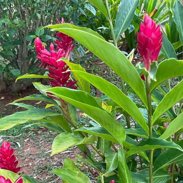 Alpinia Purpurata Red Ginger Garden Plants Flowering Plants