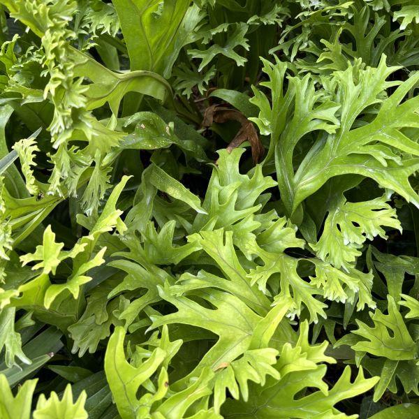 Microsorum punctatum | Fishtail fern - Indian plants | Garden plants