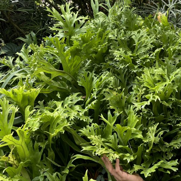 Microsorum punctatum | Fishtail fern - Indian plants | Garden plants