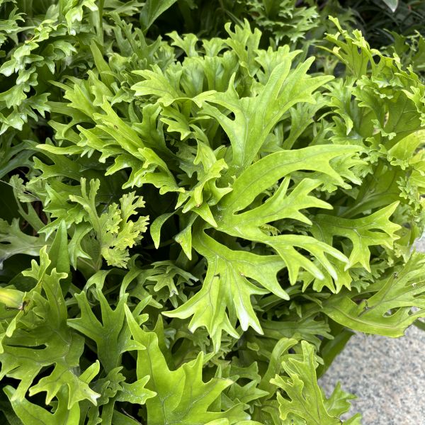 Microsorum punctatum | Fishtail fern - Indian plants | Garden plants