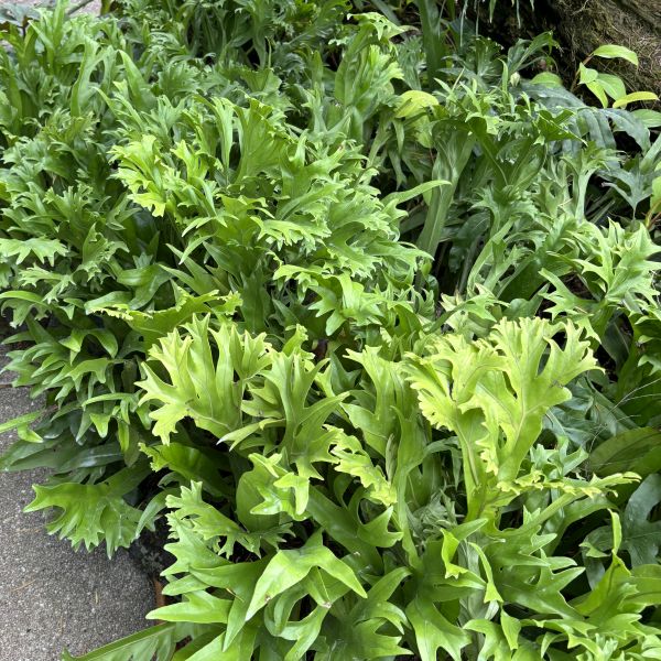 Microsorum punctatum | Fishtail fern - Indian plants | Garden plants