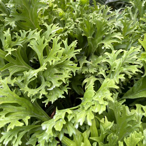 Microsorum punctatum | Fishtail fern - Indian plants | Garden plants