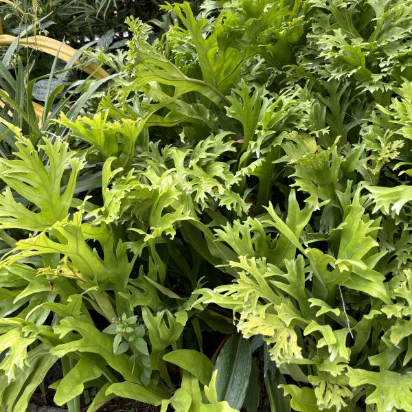 Microsorum punctatum | Fishtail fern - Indian plants | Garden plants