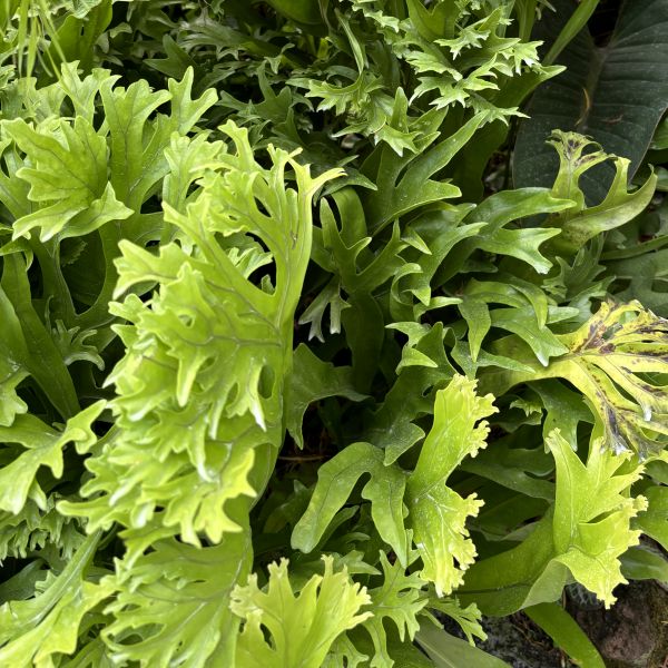 Microsorum punctatum | Fishtail fern - Indian plants | Garden plants