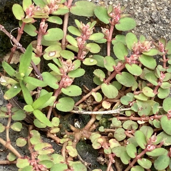 Euphorbia thymifolia | Gulf sandmat - Weeds | Wild plants
