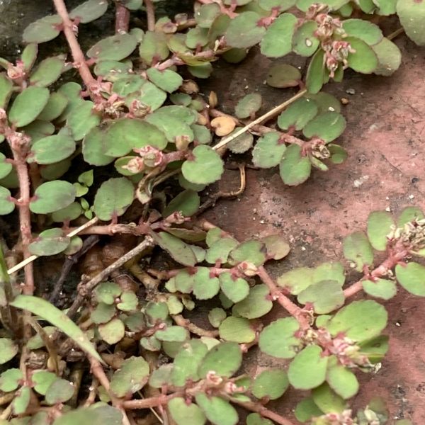 Euphorbia thymifolia | Gulf sandmat - Weeds | Wild plants