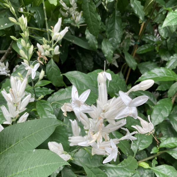 Whitfieldia elongata | White Candles - Green Cover Initiative