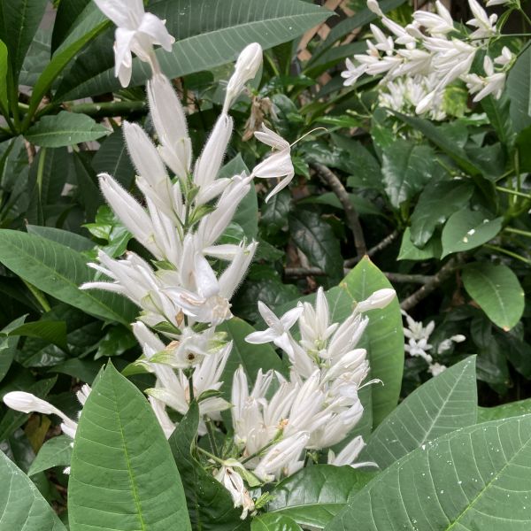 Whitfieldia elongata | White Candles - Green Cover Initiative