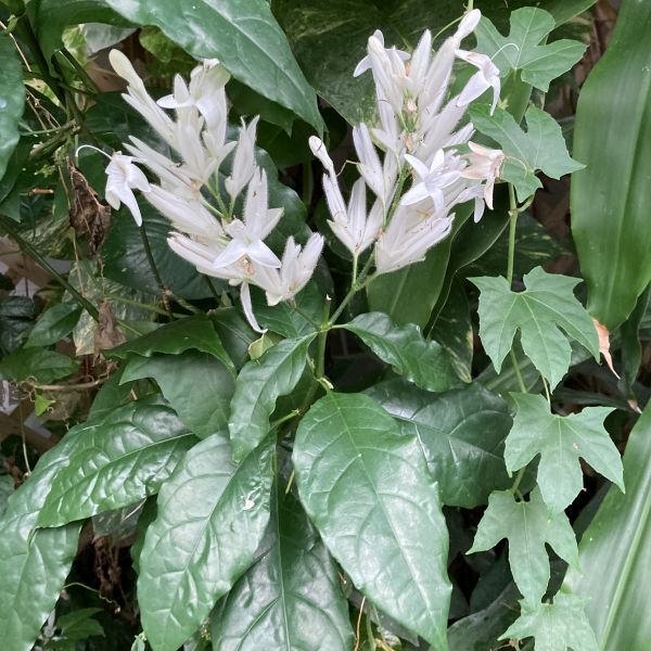 Whitfieldia elongata | White Candles - Green Cover Initiative