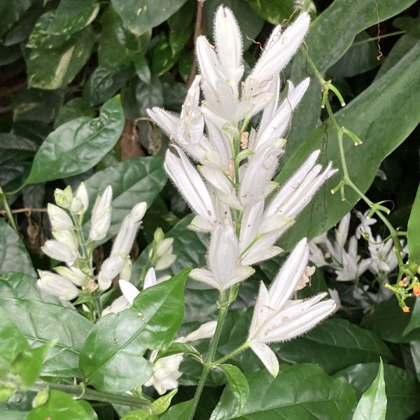 Whitfieldia elongata | White Candles - Green Cover Initiative