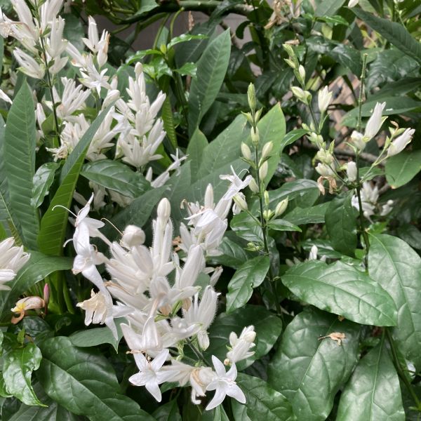 Whitfieldia elongata | White Candles - Green Cover Initiative