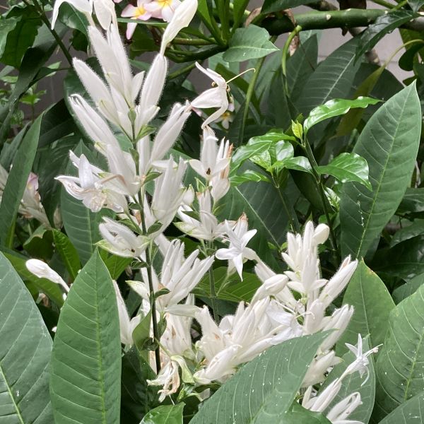 Whitfieldia elongata | White Candles - Green Cover Initiative