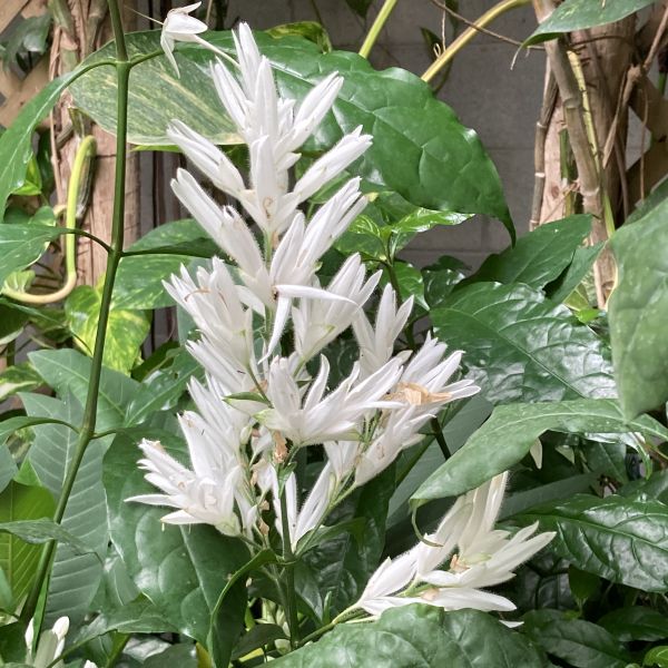 Whitfieldia elongata | White Candles - Green Cover Initiative