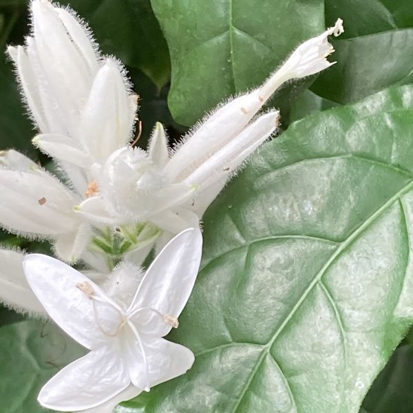 Whitfieldia elongata | White Candles - Green Cover Initiative
