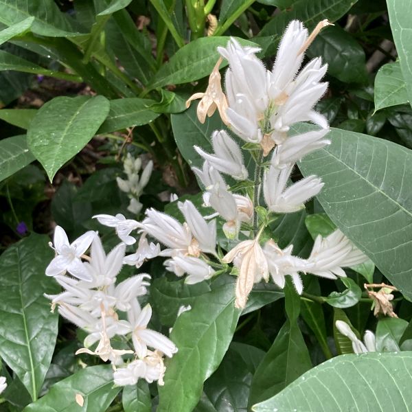 Whitfieldia elongata | White Candles - Green Cover Initiative