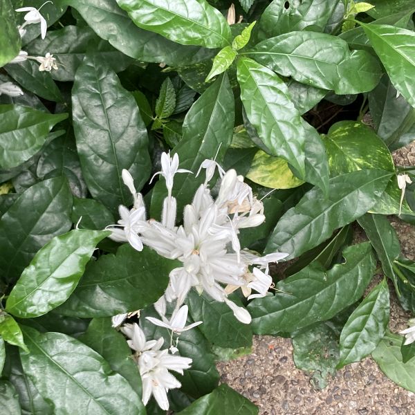 Whitfieldia elongata | White Candles - Green Cover Initiative