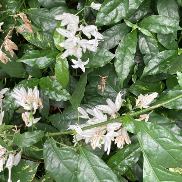 Whitfieldia elongata | White Candles - Green Cover Initiative