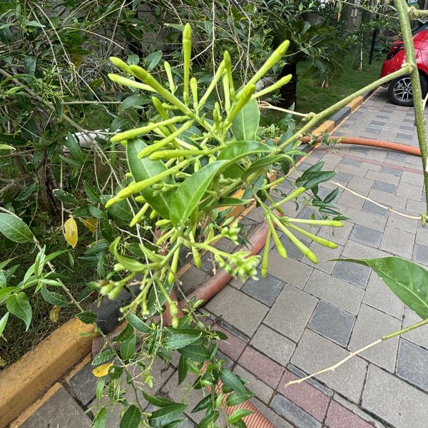 Cestrum Nocturnum | Night blooming jasmine | Queen of the night - GCI