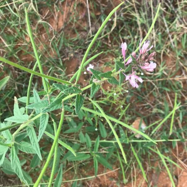 Cleome monophylla | Spindle pod - Indian weeds | Wild plants