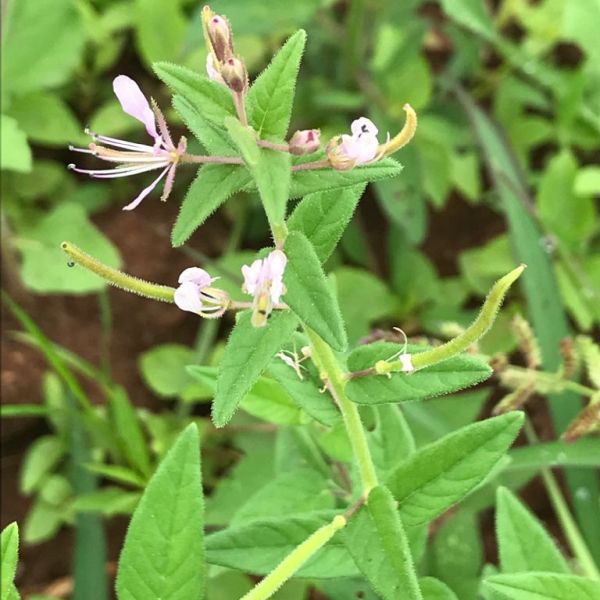 Cleome monophylla | Spindle pod - Indian weeds | Wild plants