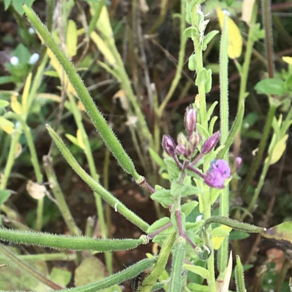 Cleome monophylla | Spindle pod - Indian weeds | Wild plants